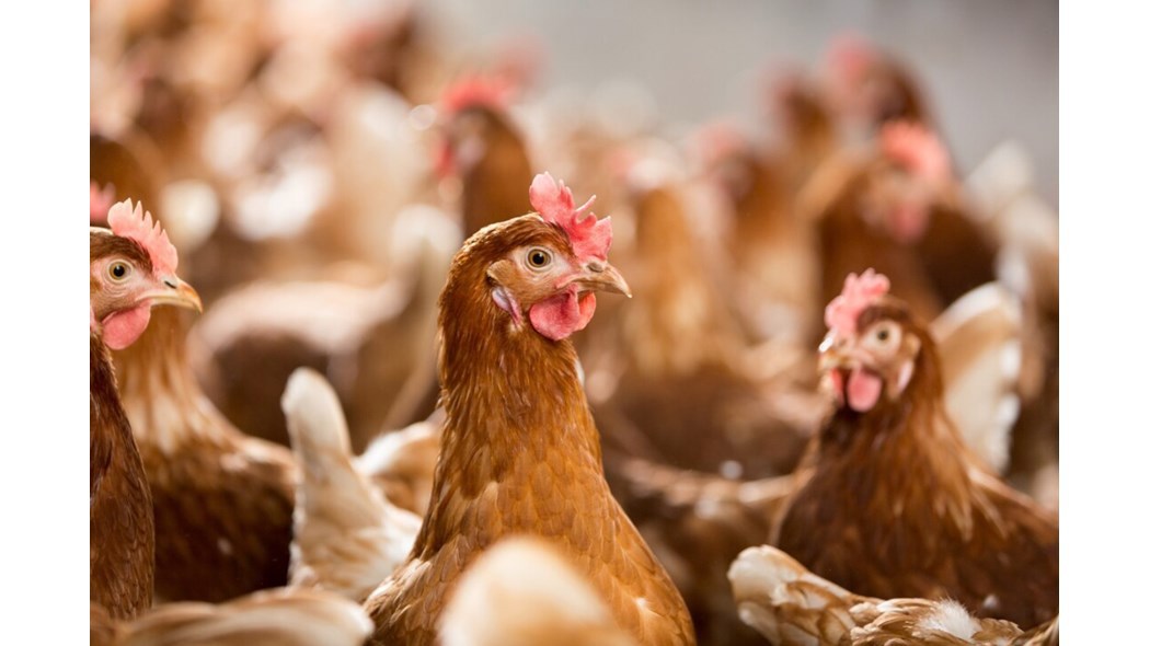 Fat metabolism in laying hens may affect toe-pecking - Trouw Nutrition ...