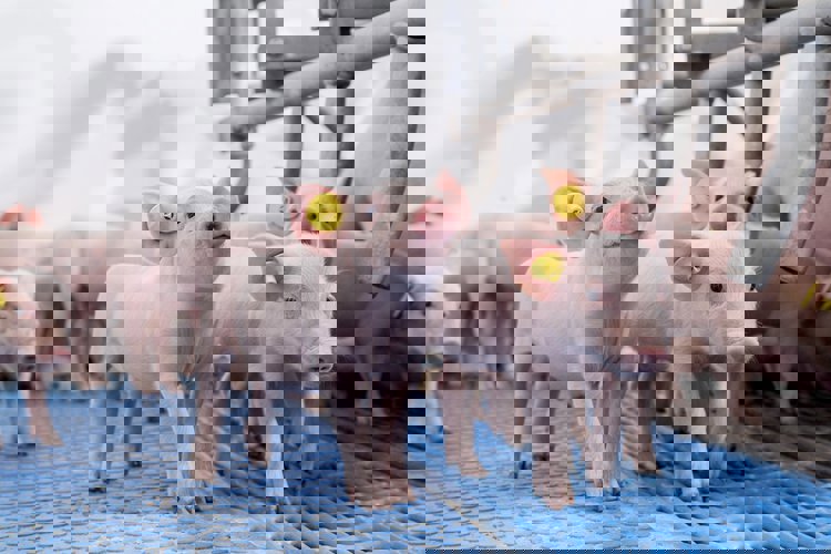 Antimicrobial reduction in piglets - Trouw Nutrition Scandinavia